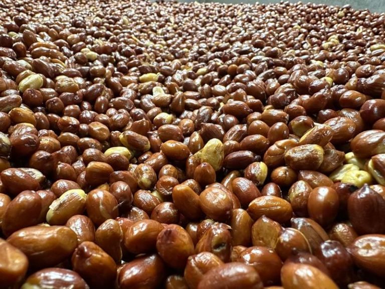 O’Shea’s Fresh Roasted Sweet Spanish Peanuts Salted - O’Shea’s Candies